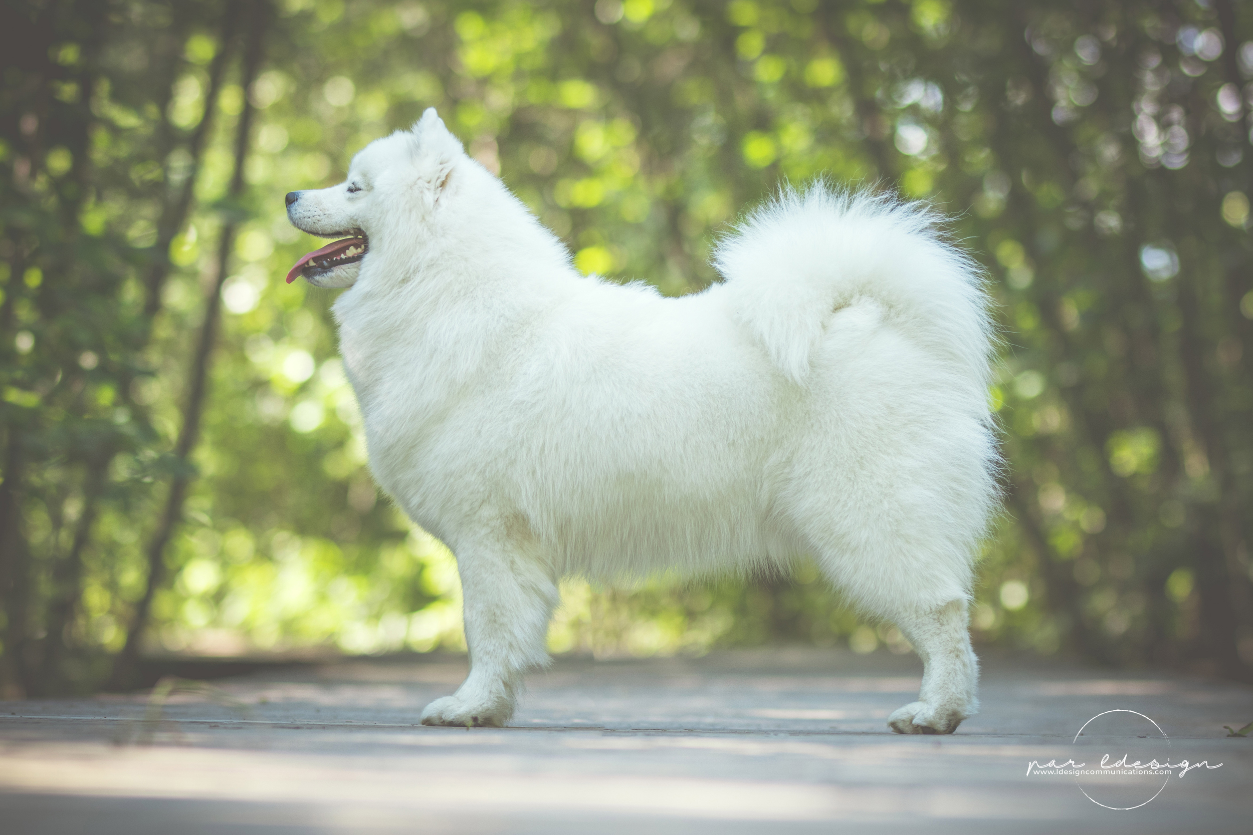 Le Samoyède - Club Samoyède Québec
